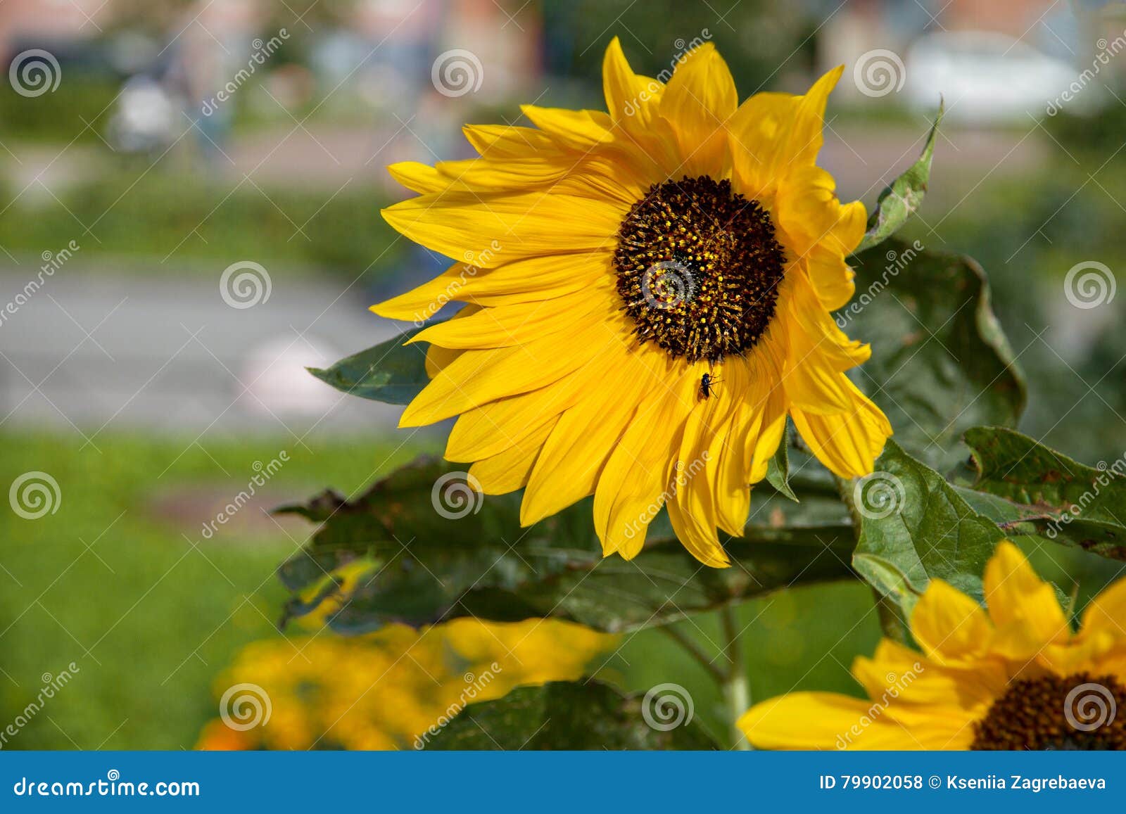 Yellow Sunflowers with Fly on a Leaf Stock Photo - Image of nature ...
