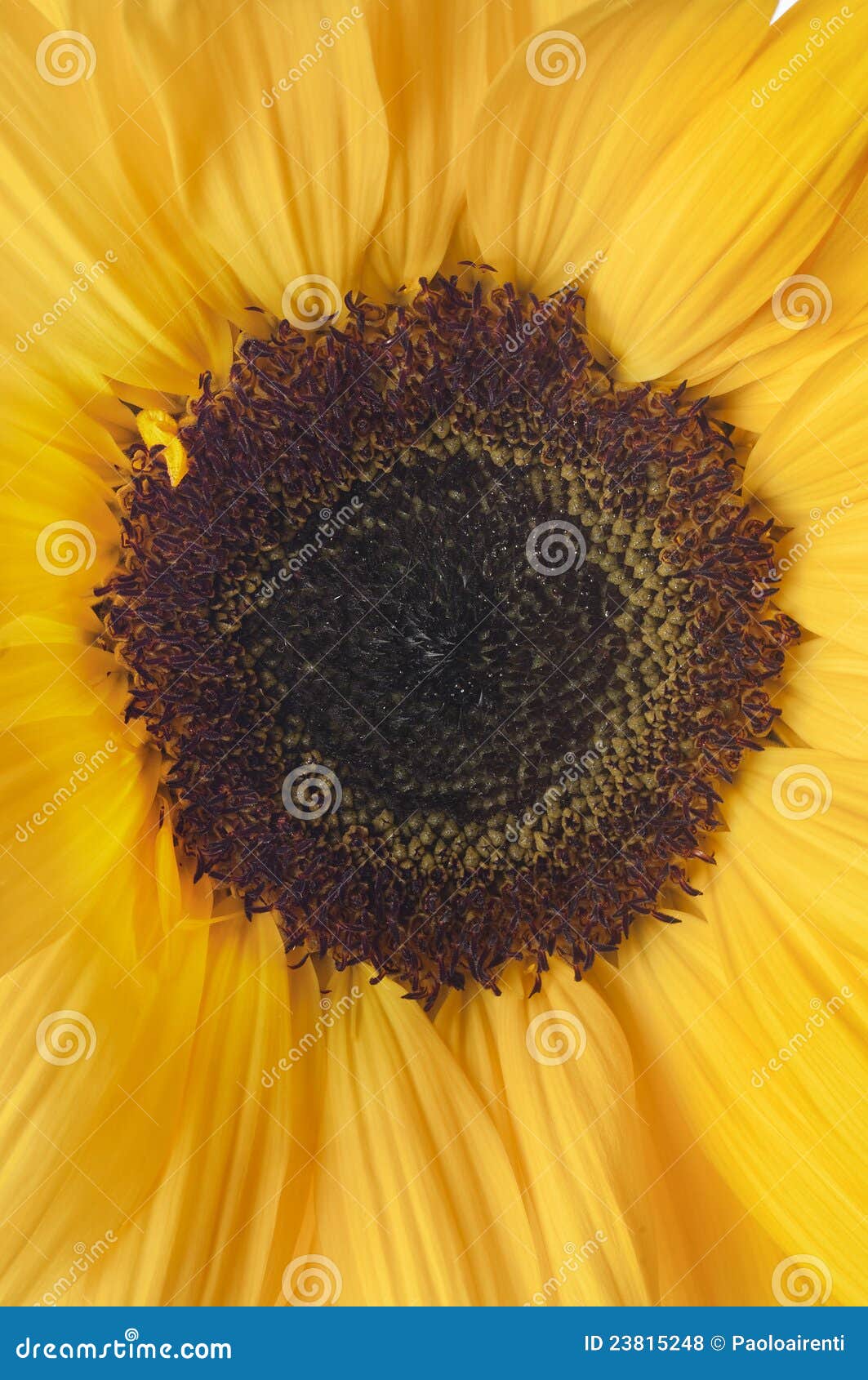 Yellow sunlower on white stock photo. Image of blossom - 23815248