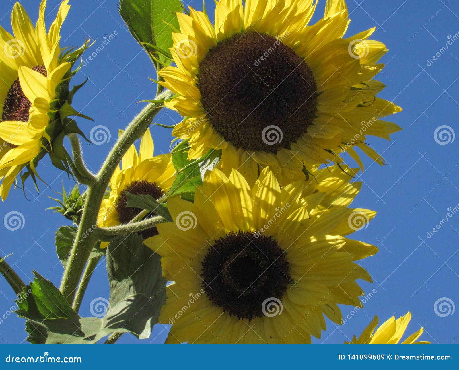 Bright Yellow Sunflowers Against a Deep Blue Summer Sky Stock Image - Image of bright, yellow ...