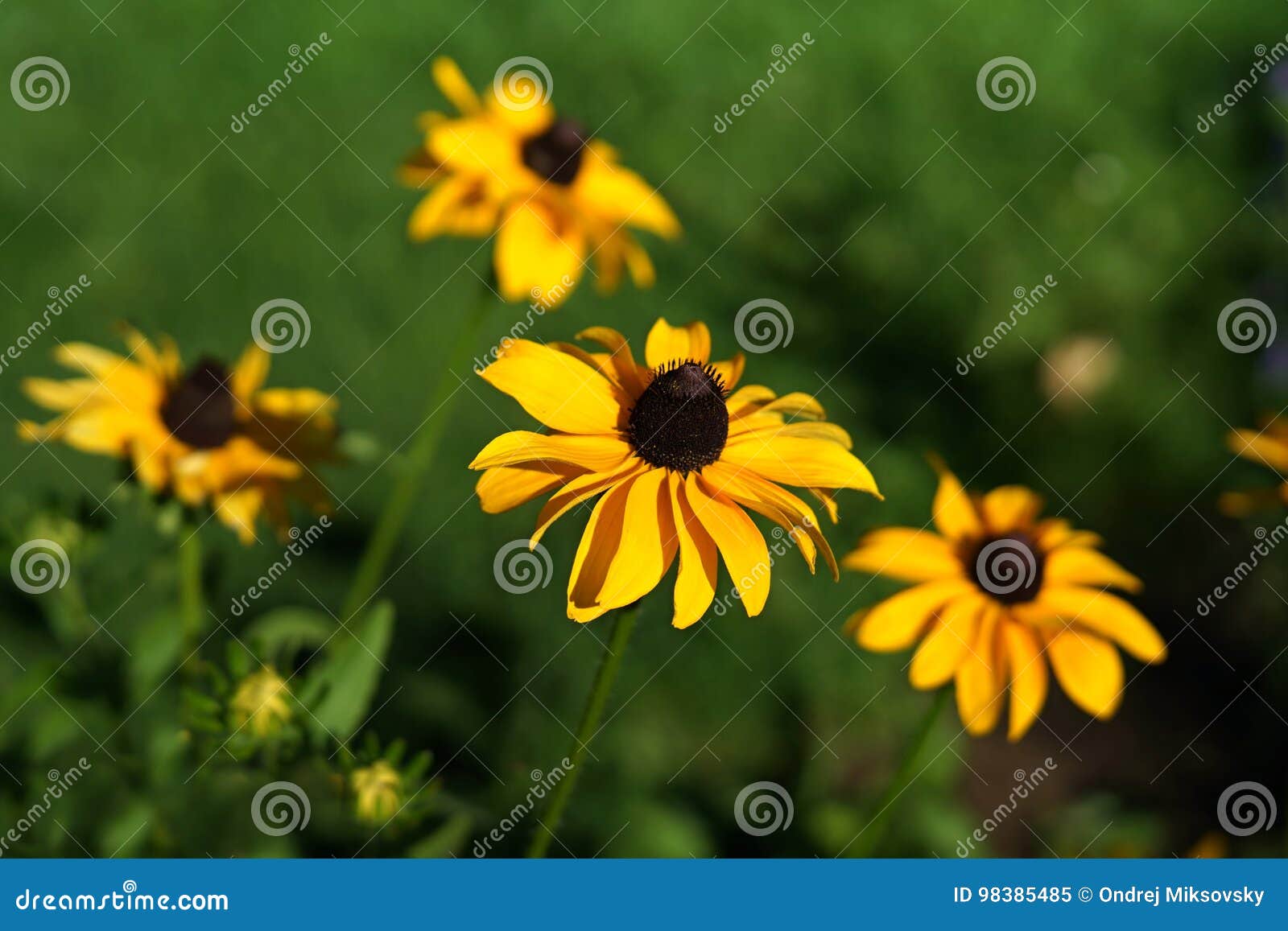 Yellow susan daisy stock image. Image of herbal, orange - 98385485