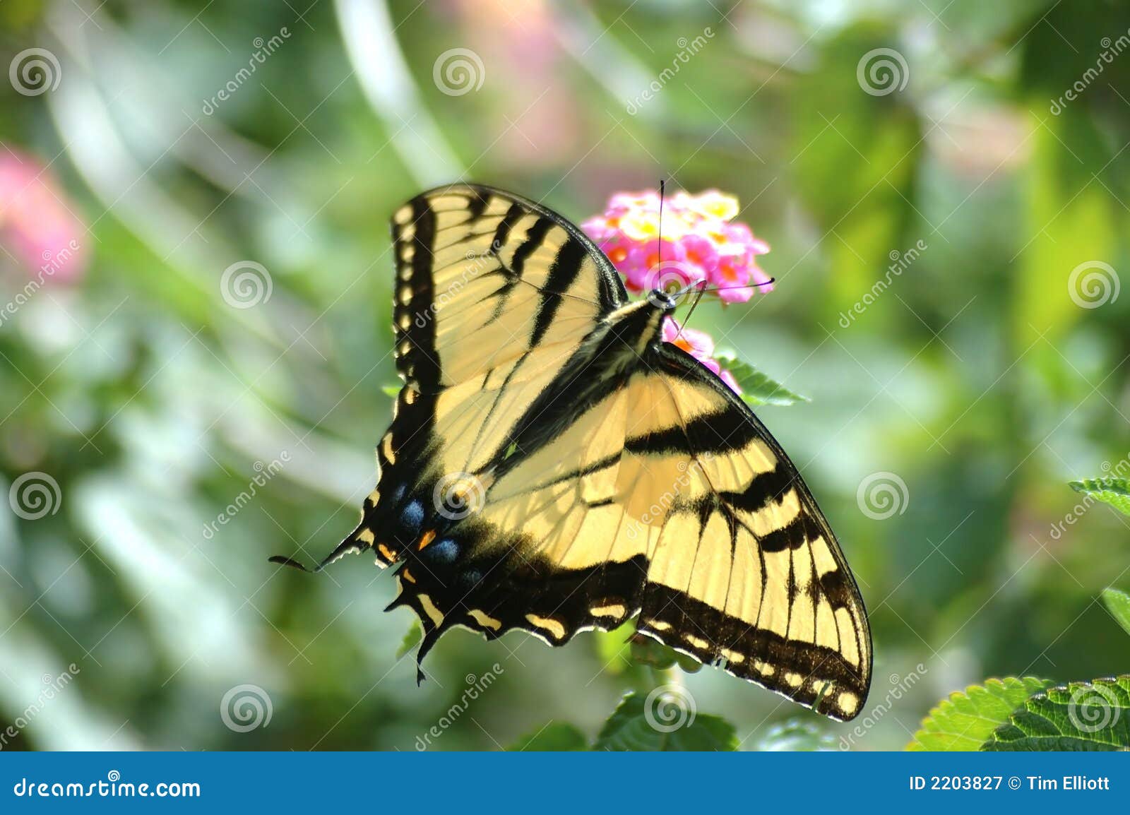 Yellow Swallowtail Butterfly Stock Image - Image of nature, swallowtail ...