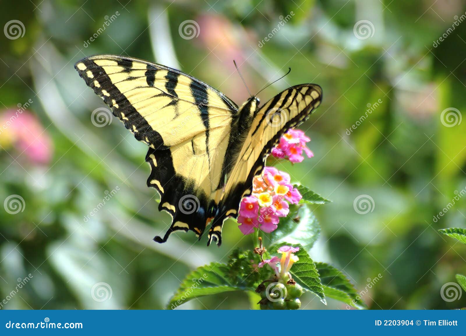 Yellow Swallowtail Butterfly Stock Photo - Image of swallowtail ...