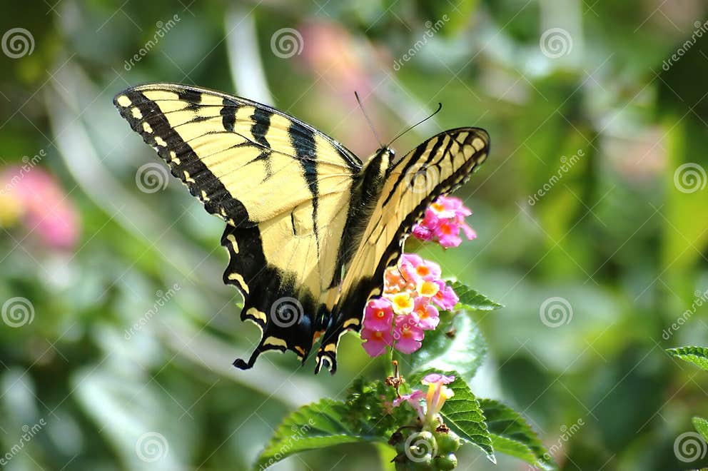 Yellow Swallowtail Butterfly Stock Photo - Image of swallowtail ...