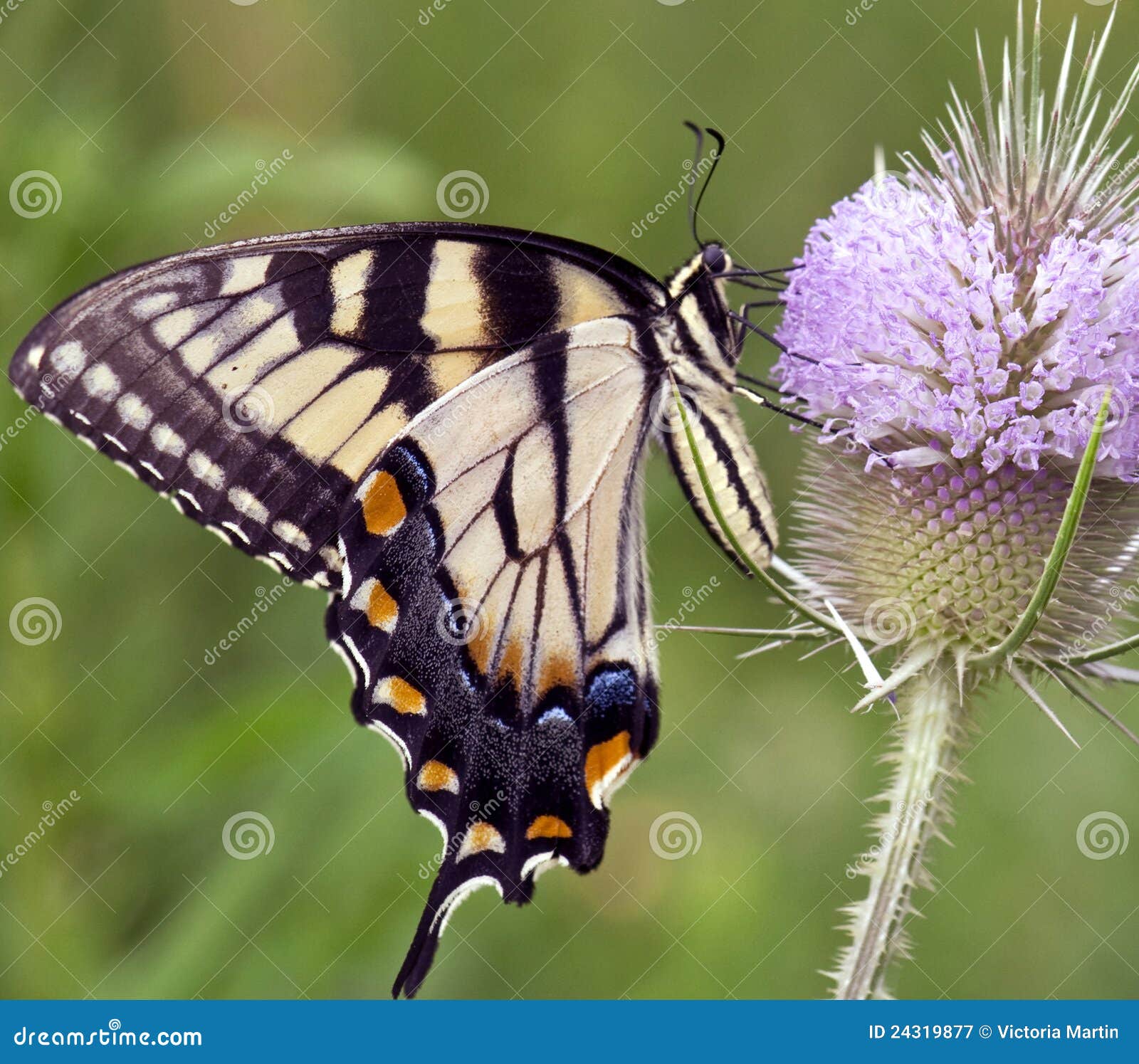 Yellow Swallowtail Butterfly Stock Image - Image of insect, swallowtail ...