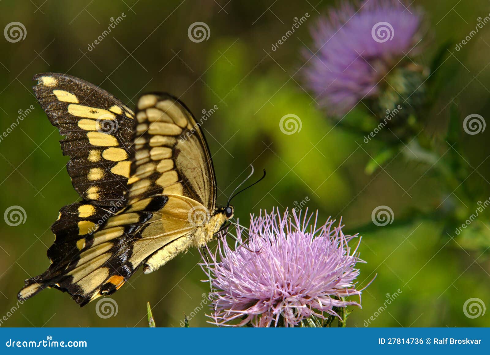 Yellow Swallowtail Butterfly Stock Photo - Image of invertebrate ...