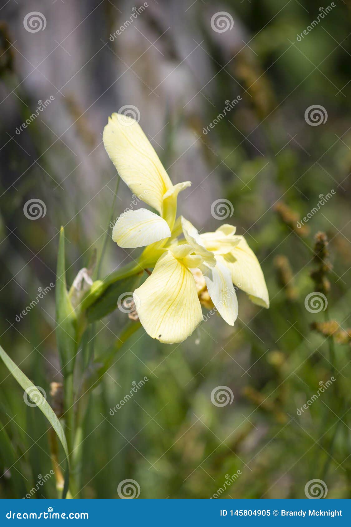 Yellow Swamp Flower stock image. Image of botany, blooming - 145804905