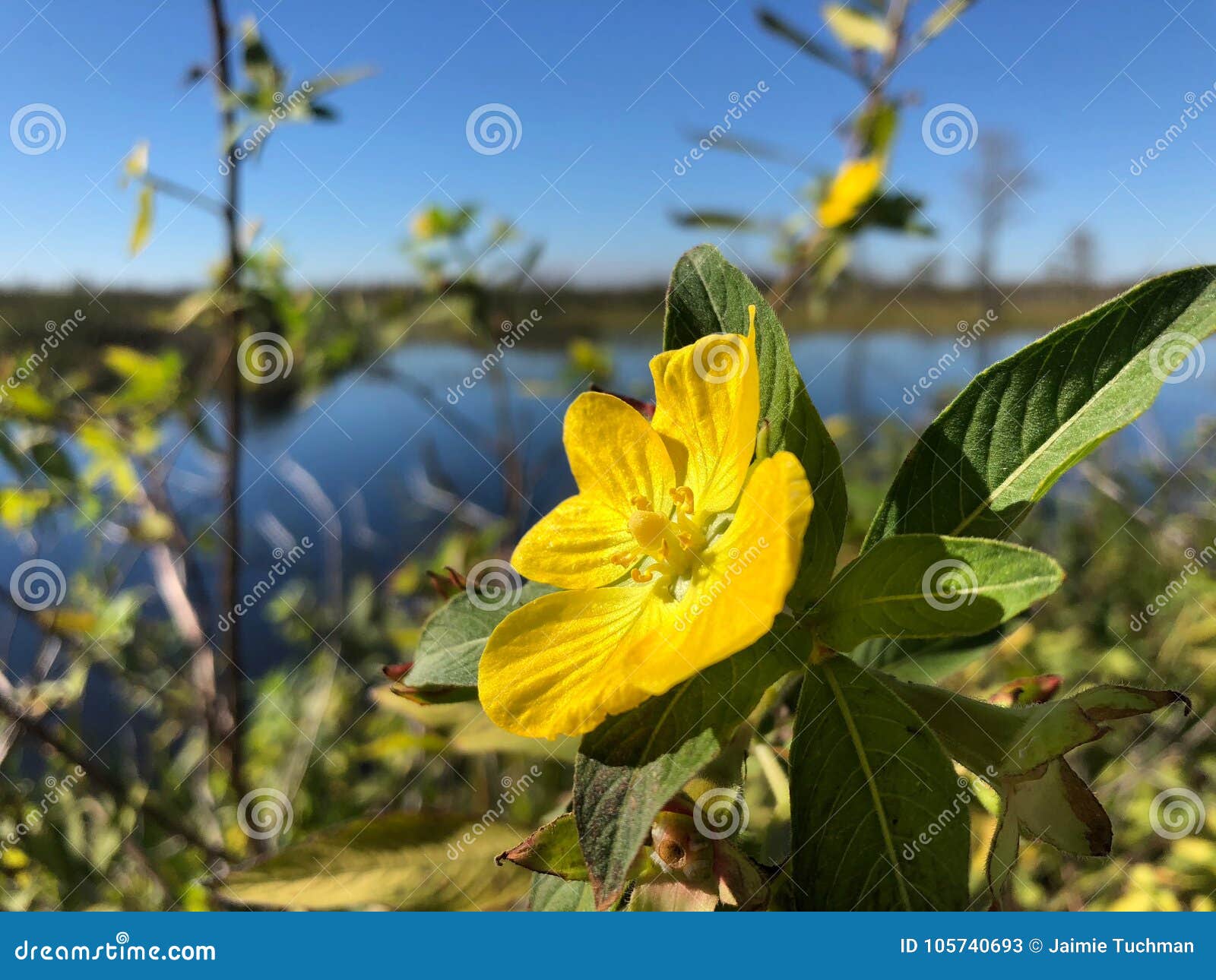 Yellow swamp stock image. Image of alaska, buttercup - 105740693