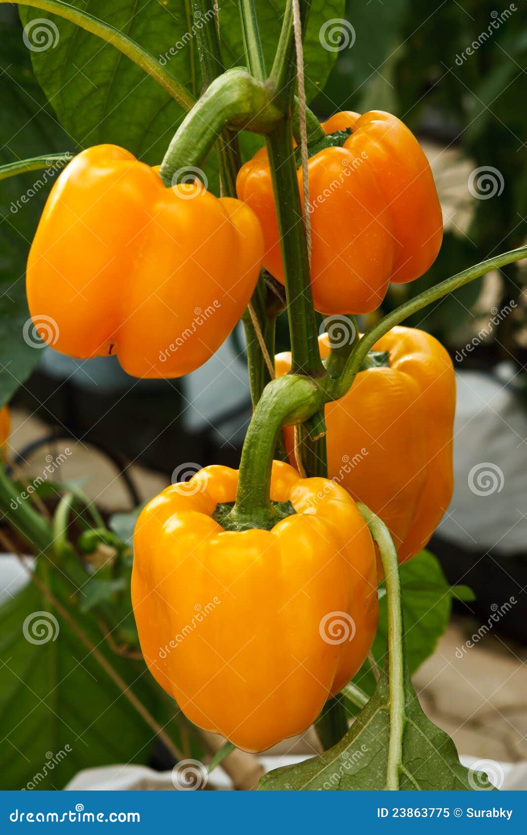 Yellow sweet chilli stock image. Image of farming, aeration - 23863775