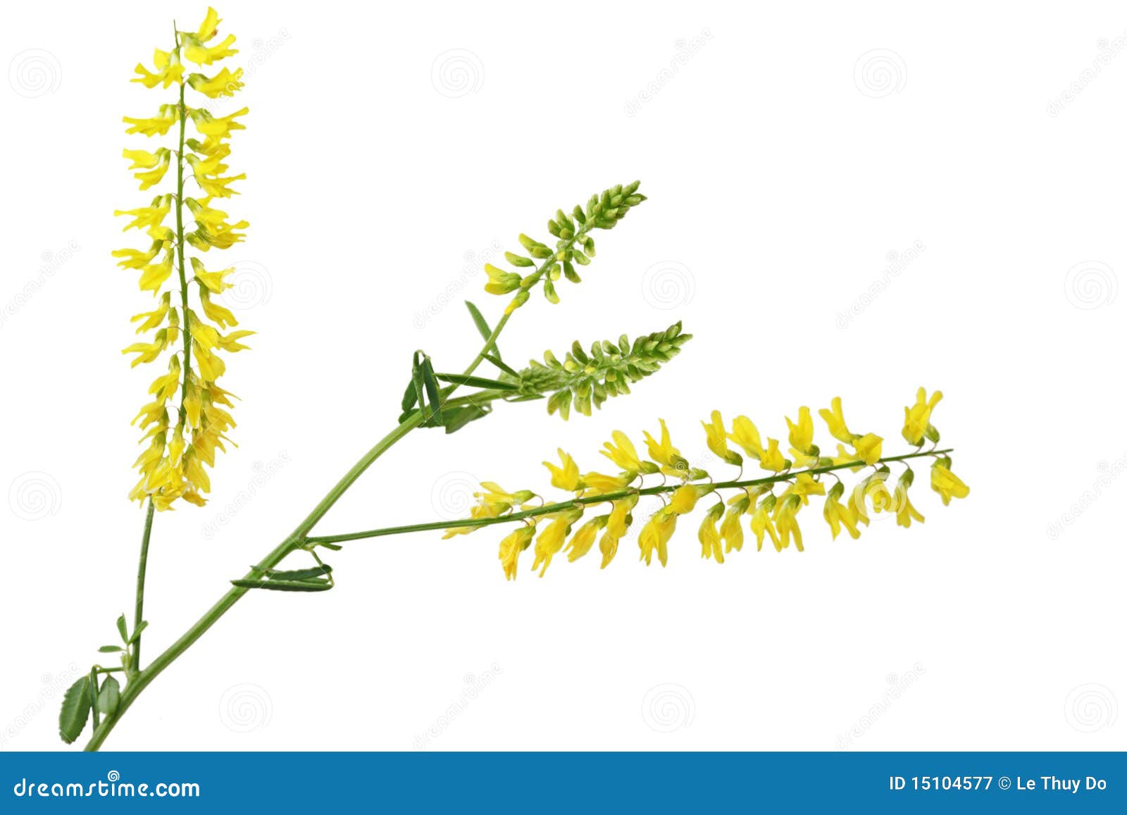 Yellow Sweet clover stock image. Image of melilotus, botany - 15104577