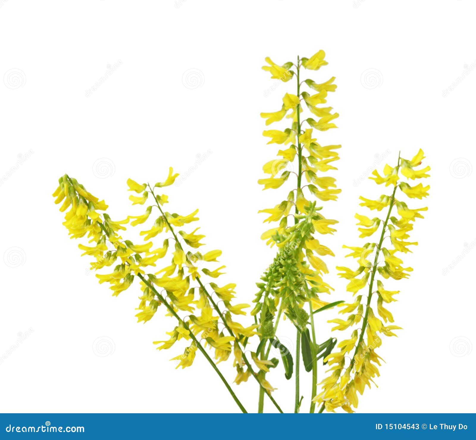 Yellow Sweet Clover Sprigs stock image. Image of melilotus - 15104543
