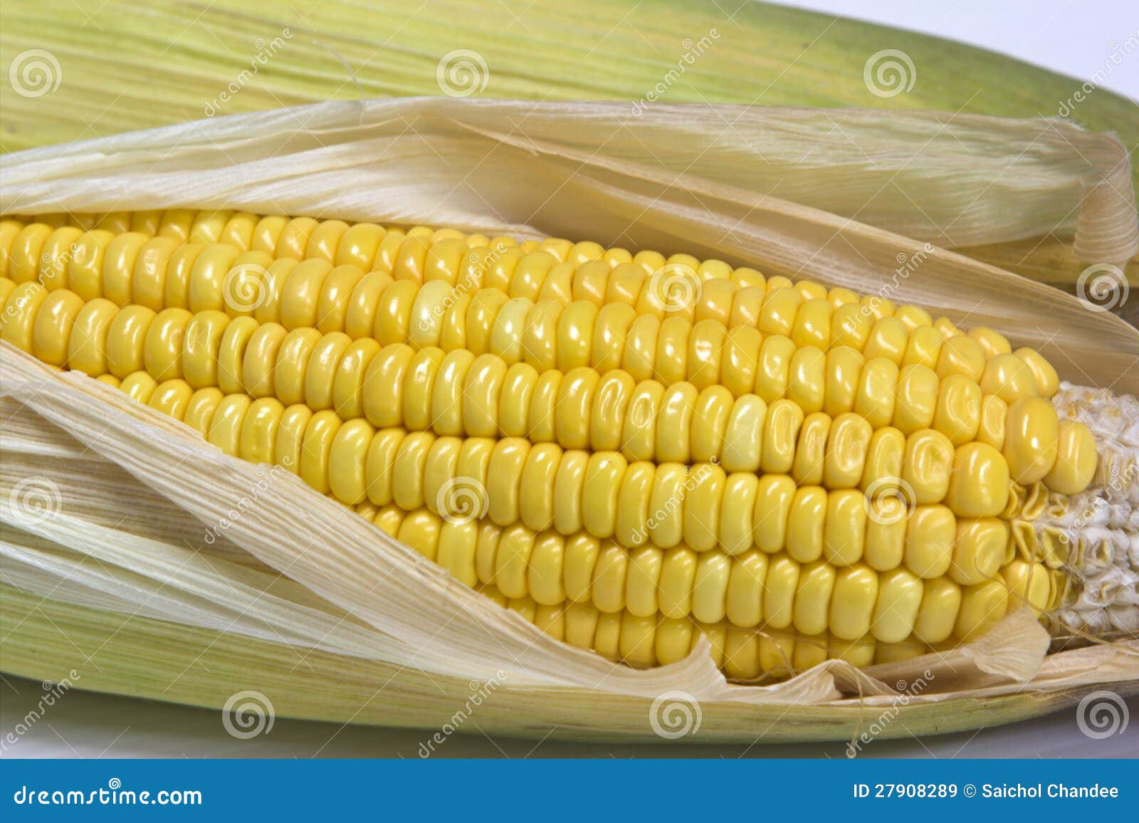 Yellow sweet corn stock image. Image of crop, ripe, tasty - 27908289