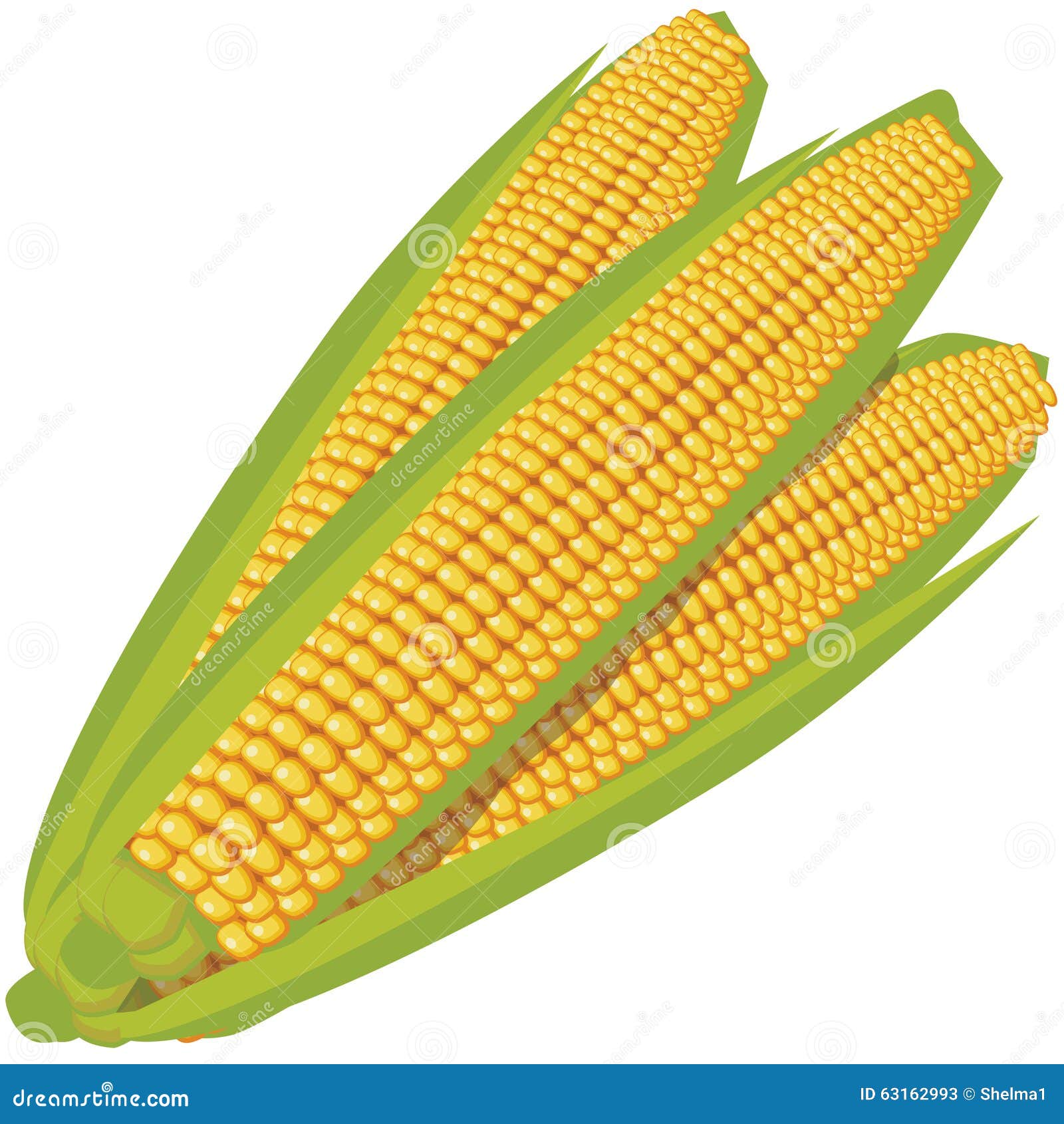 Yellow sweet corn stock vector. Illustration of design - 63162993