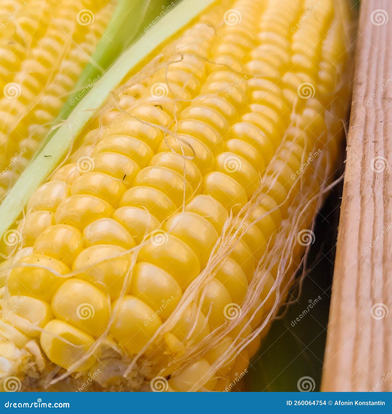 Yellow Sweet Corn at the Fair Stock Photo - Image of bonduelle, corn ...