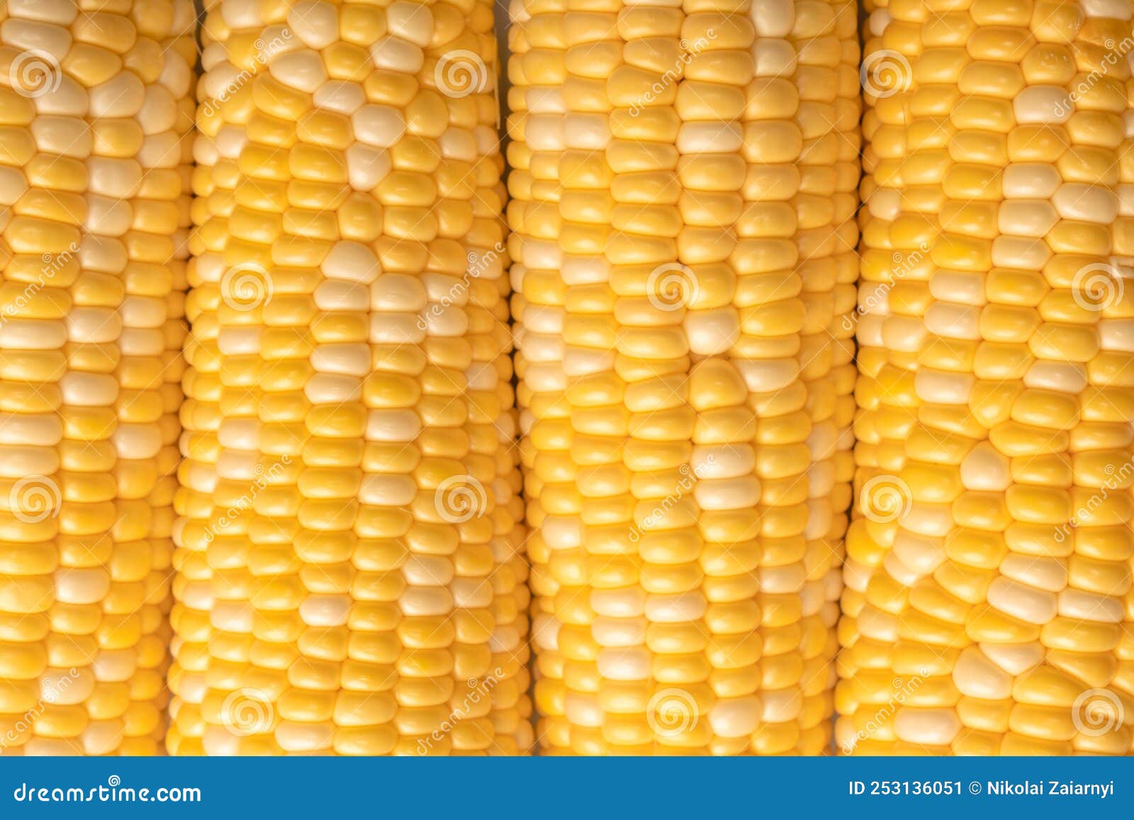 Yellow Corn Isolated on White Background. Copyspace Stock Image - Image ...