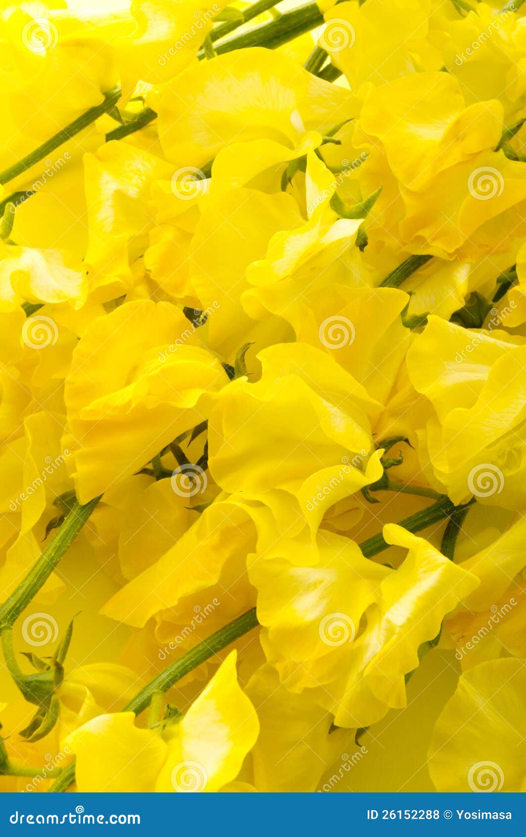 Yellow Sweet Pea Background Stock Photo - Image of gift, closeup: 26152288