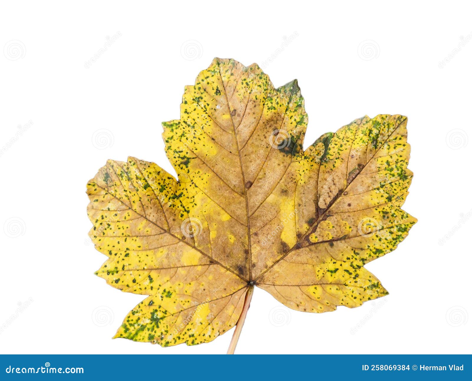 Yellow Sycamore Maple Leaf in Autumn. Acer Pseudoplatanus Leaf Isolated ...