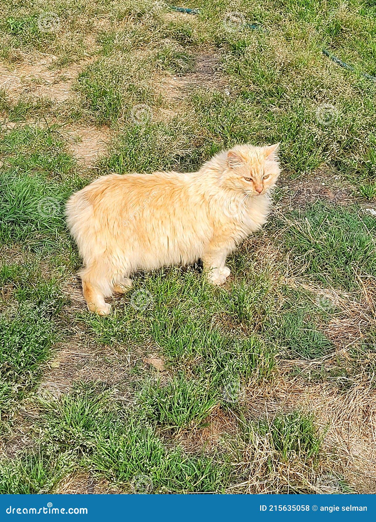 Yellow Tabby America Bobtail Manx Cat Stock Photo - Image of meadow ...