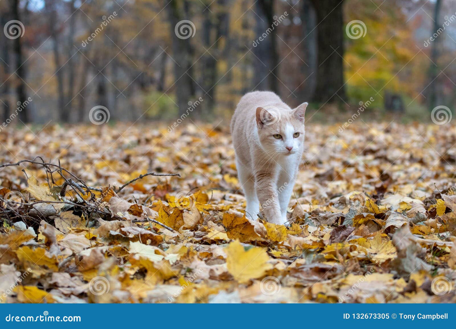 Yellow tabby cat in fall stock image. Image of autumn - 132673305