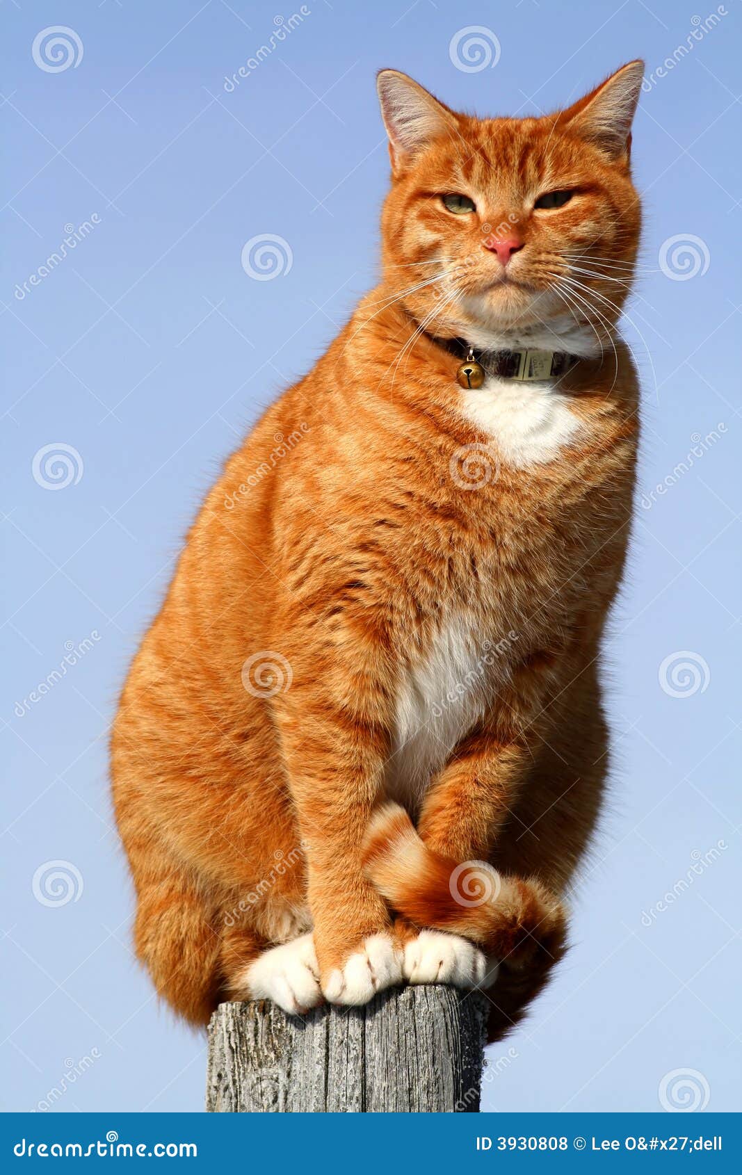 Yellow Tabby Cat Looking 4 stock photo. Image of animal - 3930808