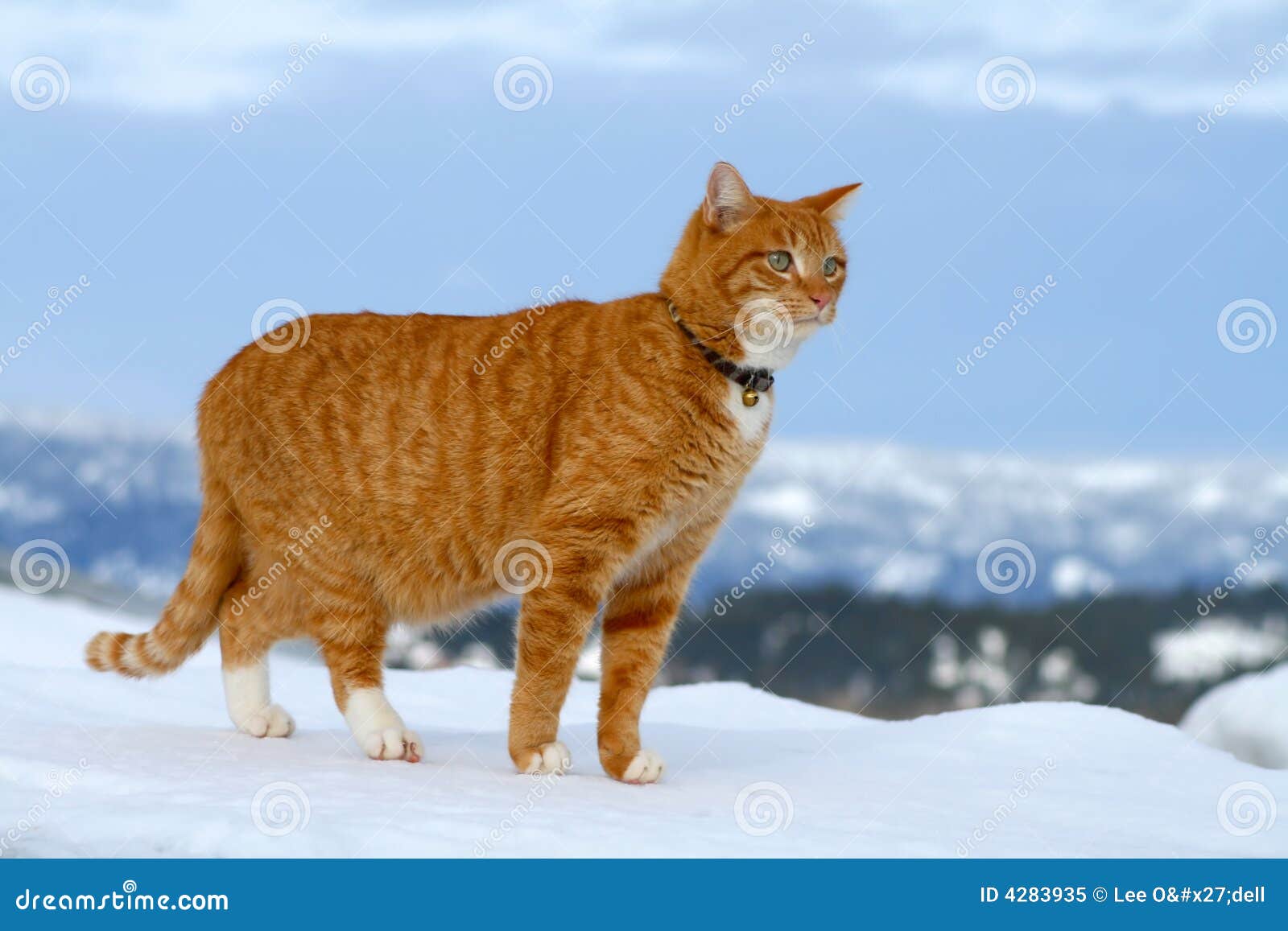 Yellow Tabby Cat Looking 8 stock image. Image of stare - 4283935