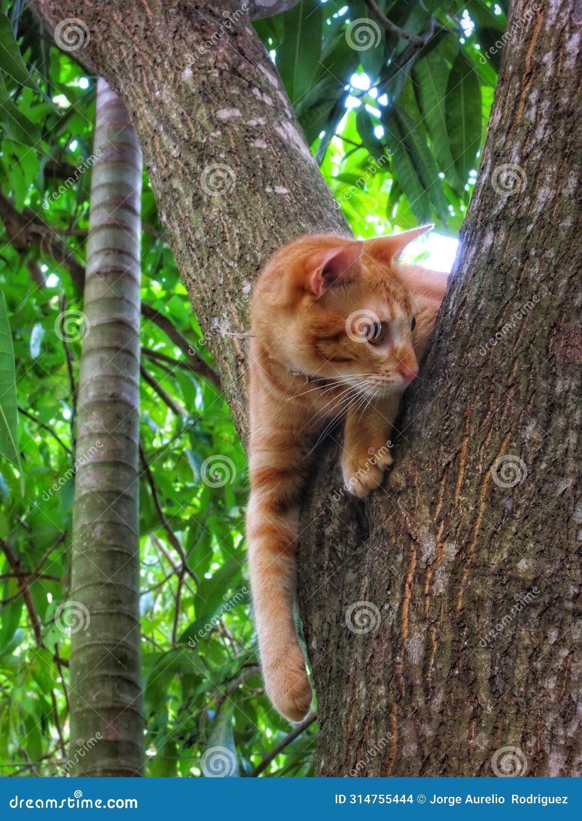 Yellow Tabby Cat, Perched on a Tree Stock Photo - Image of hacia ...