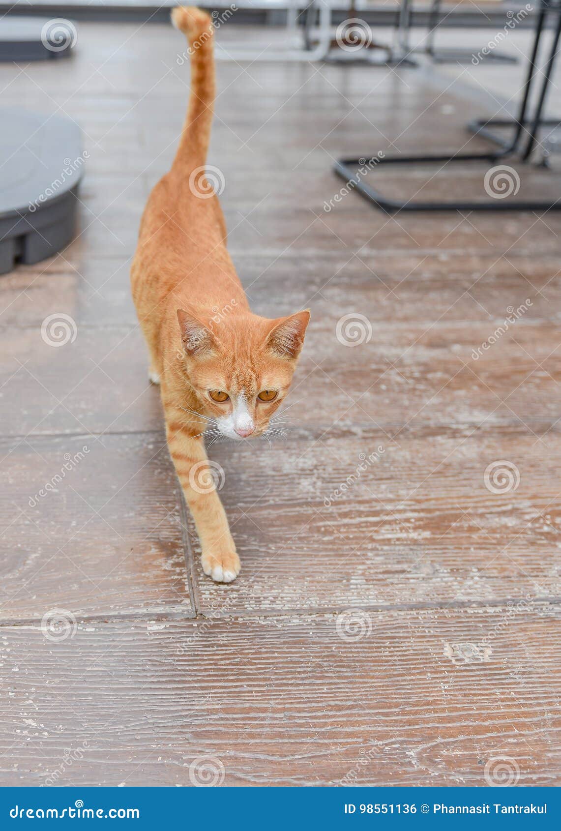 Yellow Tabby Cat Walking. stock photo. Image of thailand - 98551136