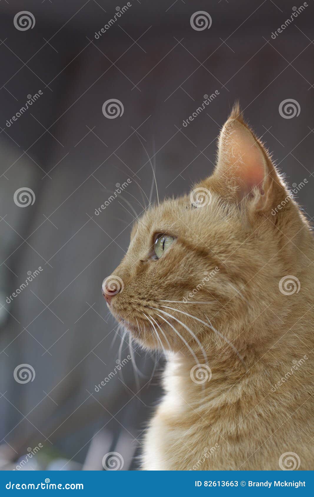 Yellow Tabby stock image. Image of beautiful, outdoors - 82613663