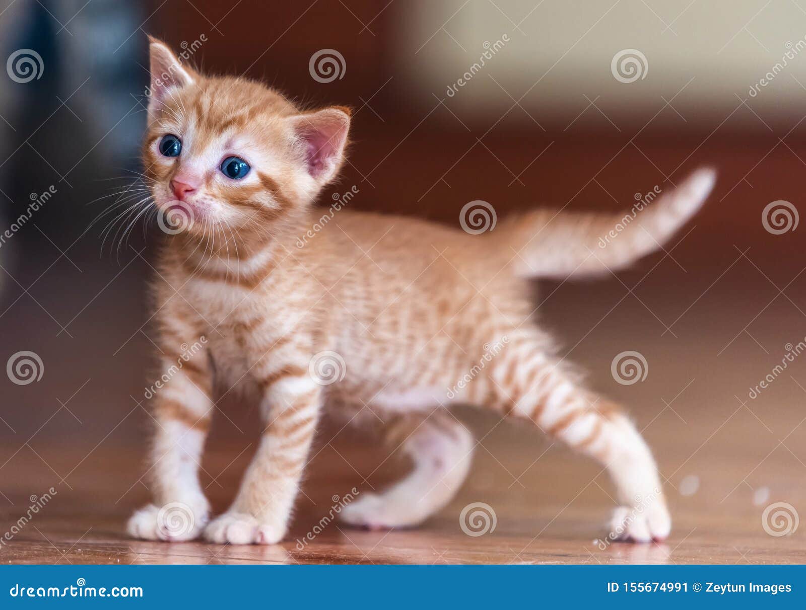 Yellow tabby kitten stock image. Image of companion - 155674991