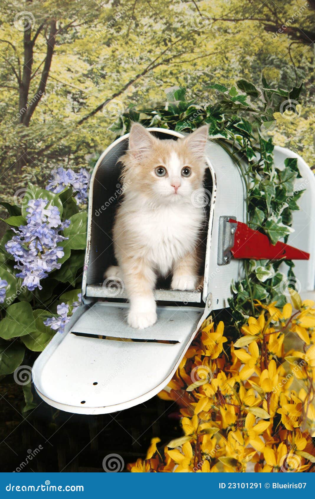 A Yellow Tabby Kitten in a Mailbox Stock Image - Image of shot, sweet ...