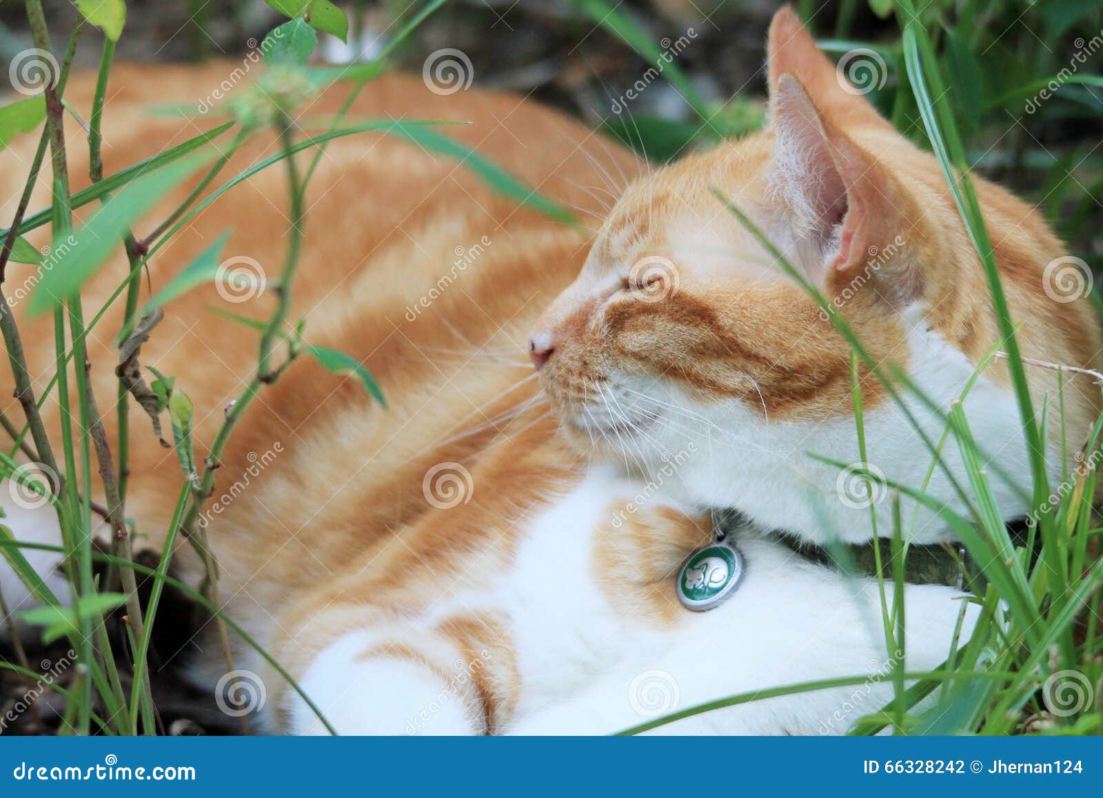 Yellow tabby resting stock photo. Image of ground, domestic - 66328242