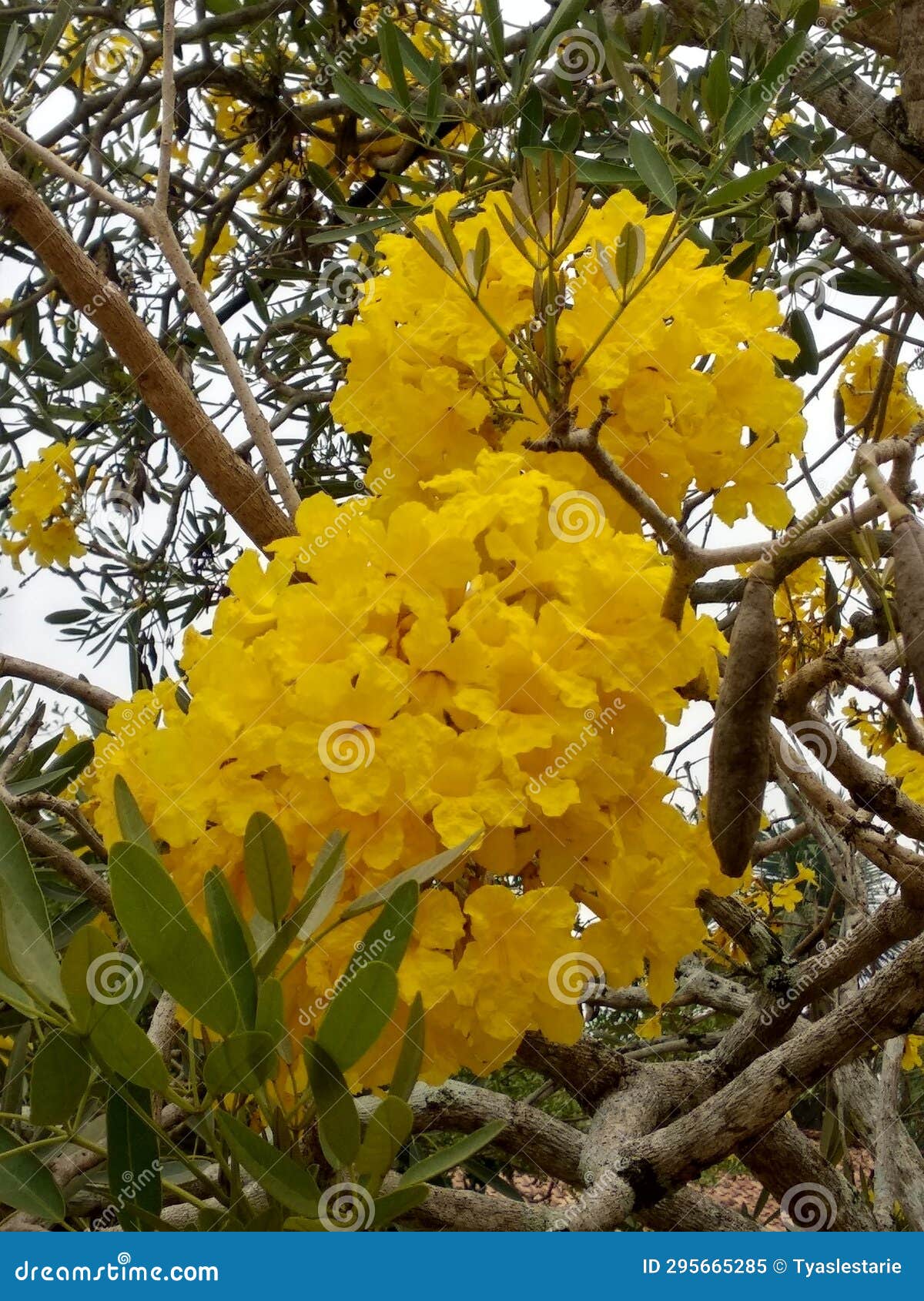 Yellow Tabebuia stock image. Image of yellowtabebuia - 295665285
