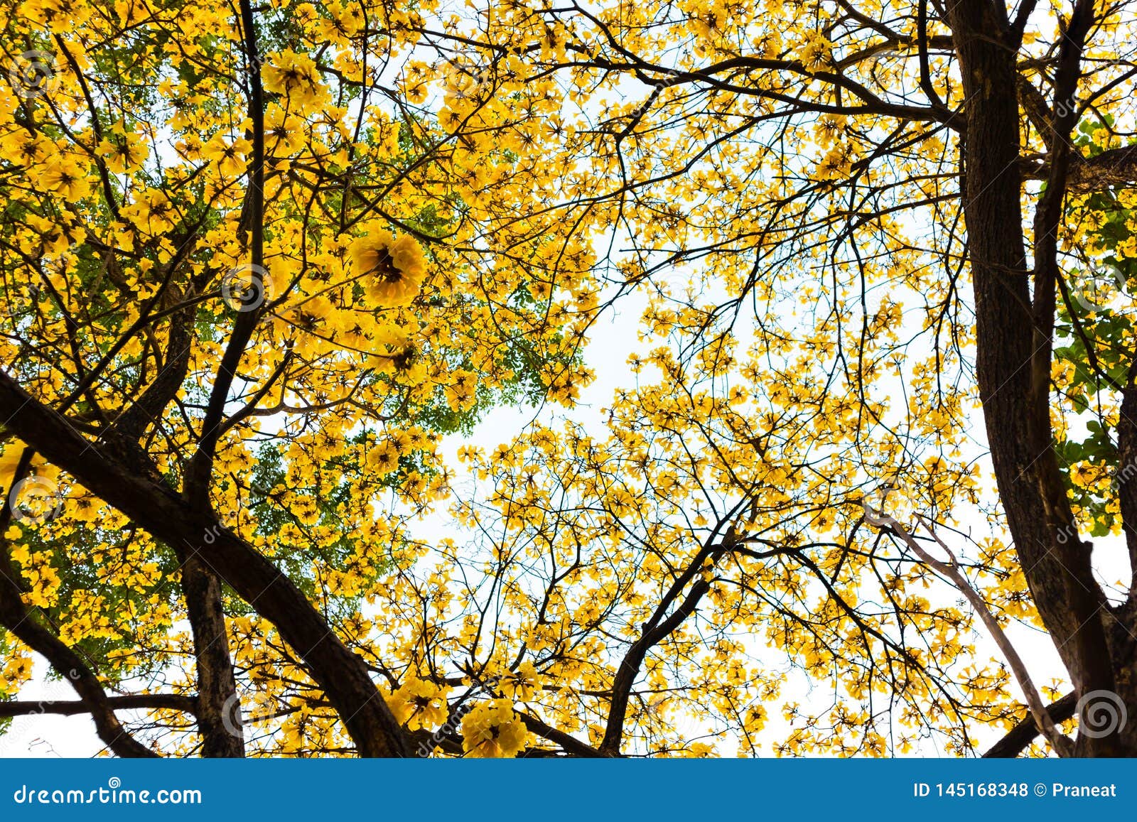 Yellow Tabebuia Chrysantha Flower Stock Photo - Image of fresh, park ...