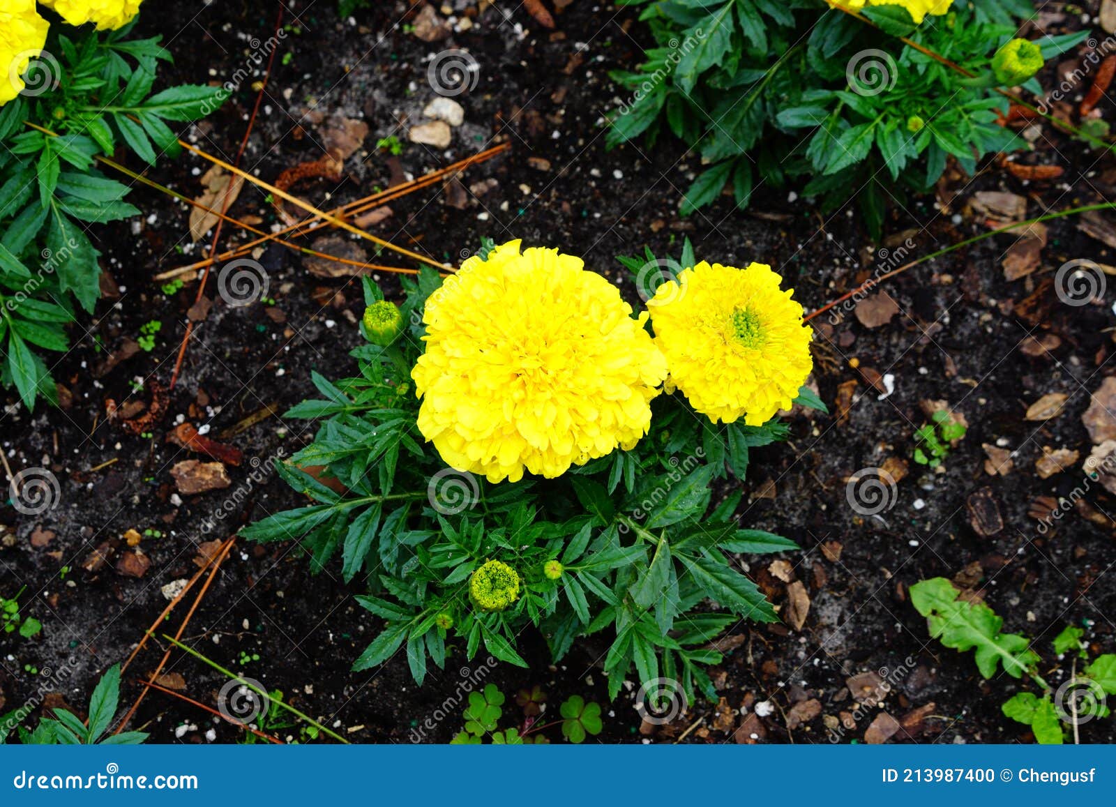Yellow Tagetes Erecta Flower Stock Photo - Image of mexican, meadow ...