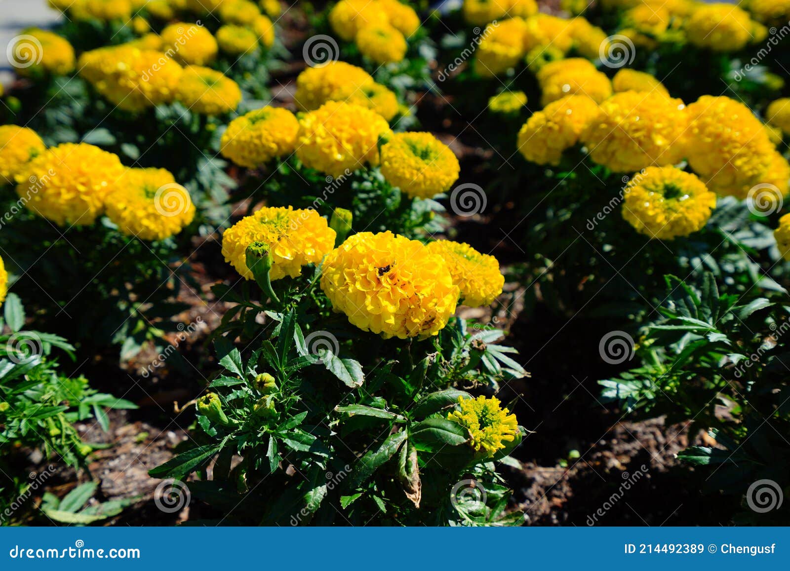 Yellow Tagetes Erecta Flower Stock Image - Image of meadow, orange ...