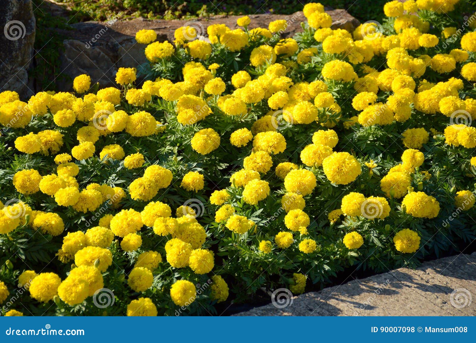 Yellow Tagetes Erecta Flower Stock Photo - Image of blossom, leaf: 90007098