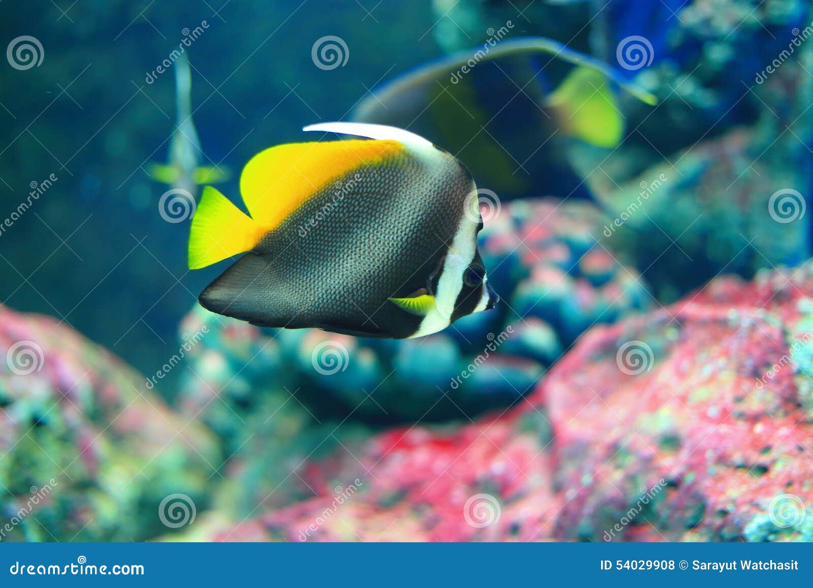 Yellow tail butterfly fish stock photo. Image of aquarium - 54029908