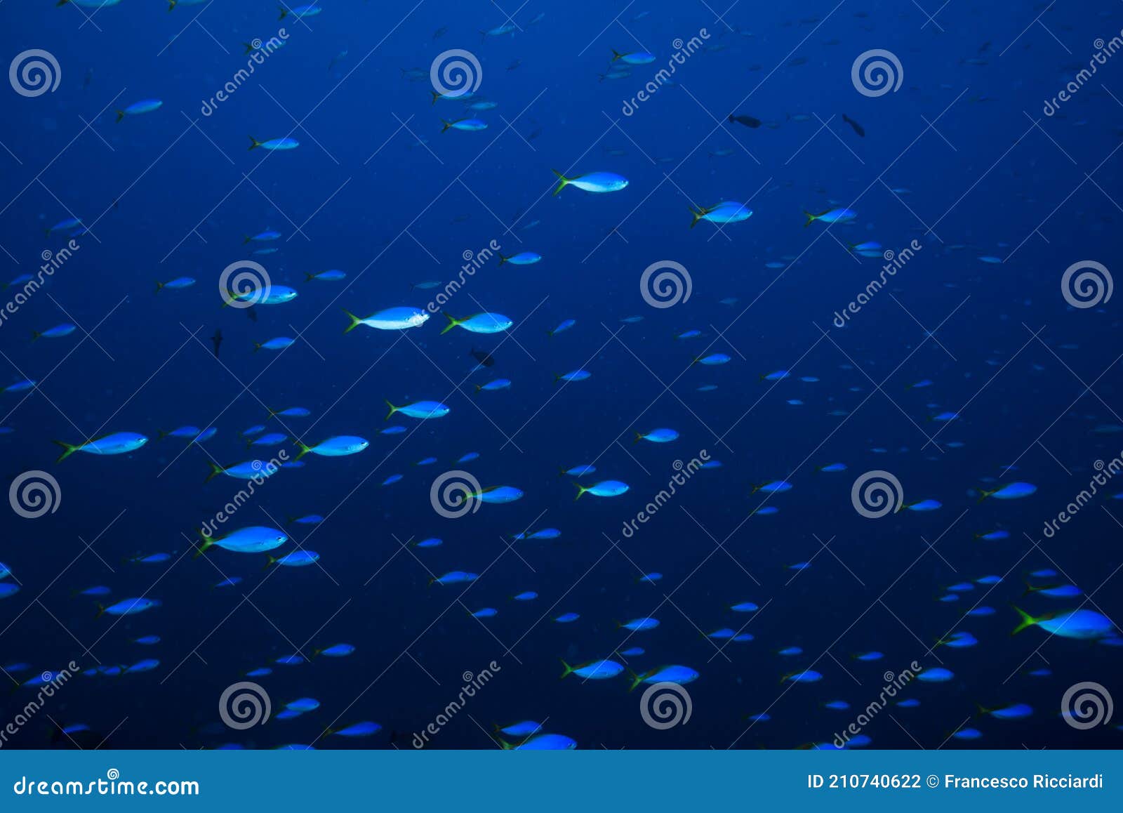 Caesio Teres Fish Under Water. Cesium Yellow-back Fusilier Royalty-Free ...