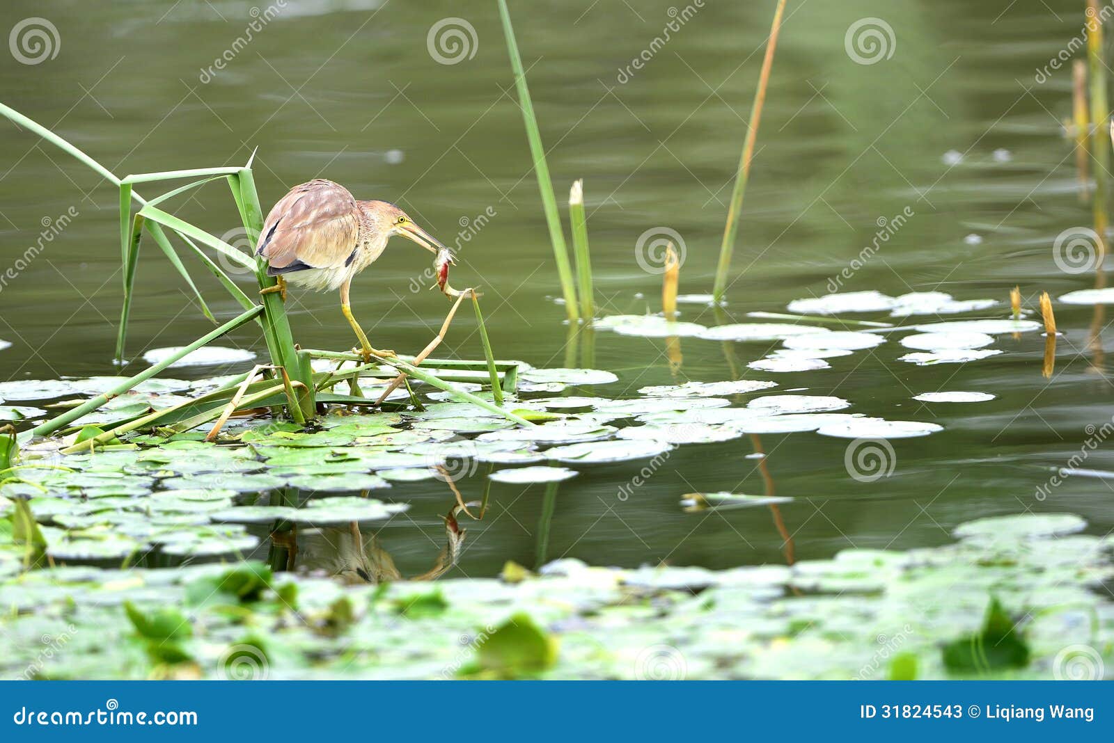 Yellow tail Jian stock image. Image of tail, yellow, ponds - 31824543