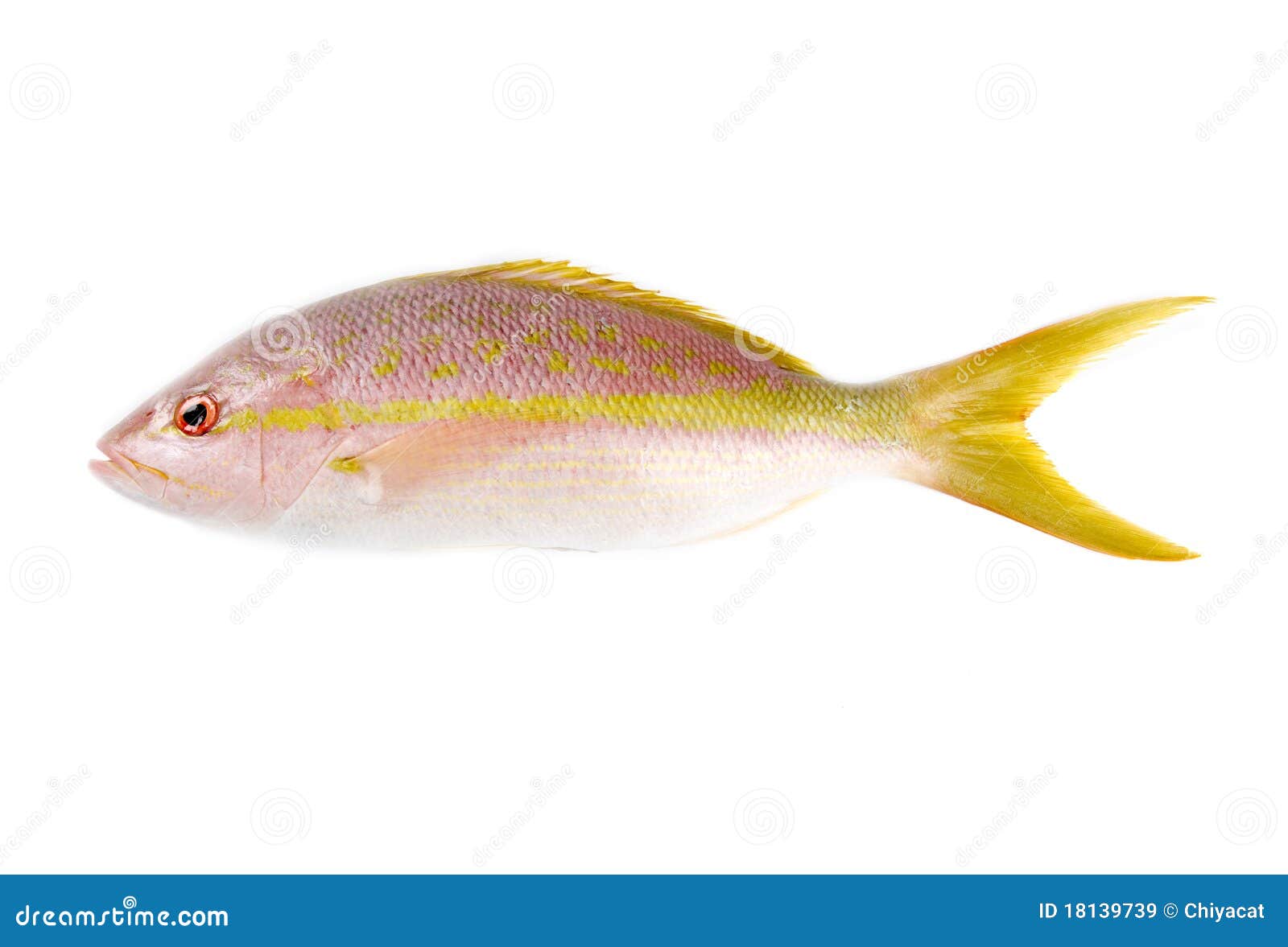 Yellow Tail Snapper stock image. Image of snapper, seafood - 18139739