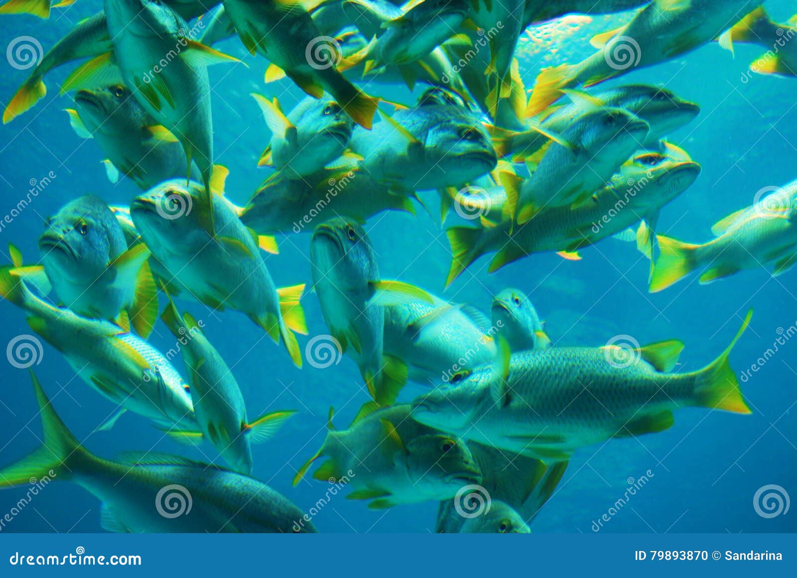 Yellow tail snapper fish stock photo. Image of caribbean - 79893870
