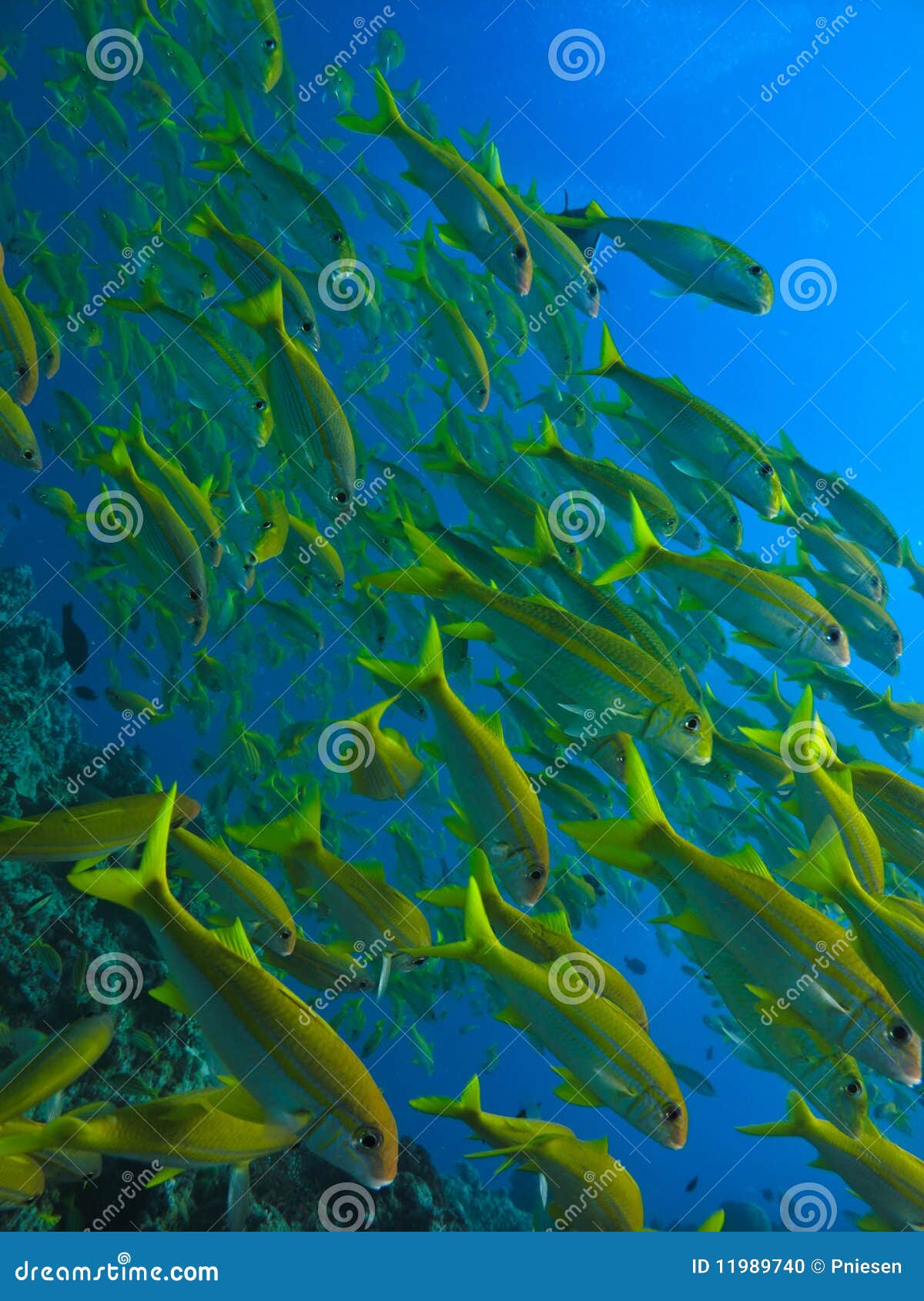 Yellow Tail Surgeon Fish at Great Barrier Reef Stock Photo - Image of ...