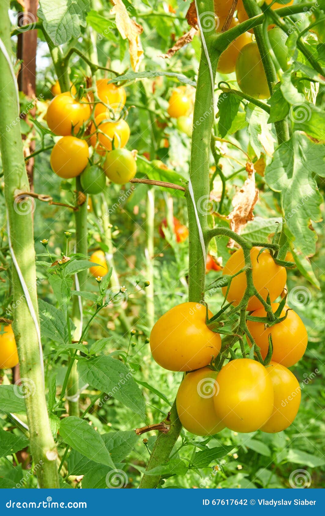Yellow tamato plants stock photo. Image of cluster, farm - 67617642