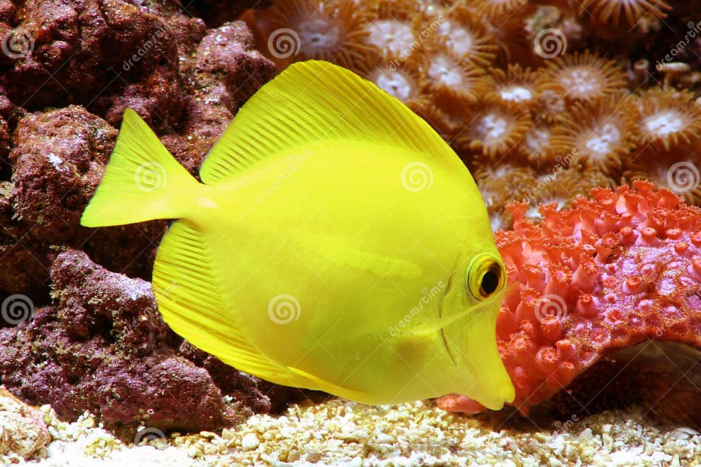 Yellow Tang stock photo. Image of pacific, horizontal, feeding - 6274