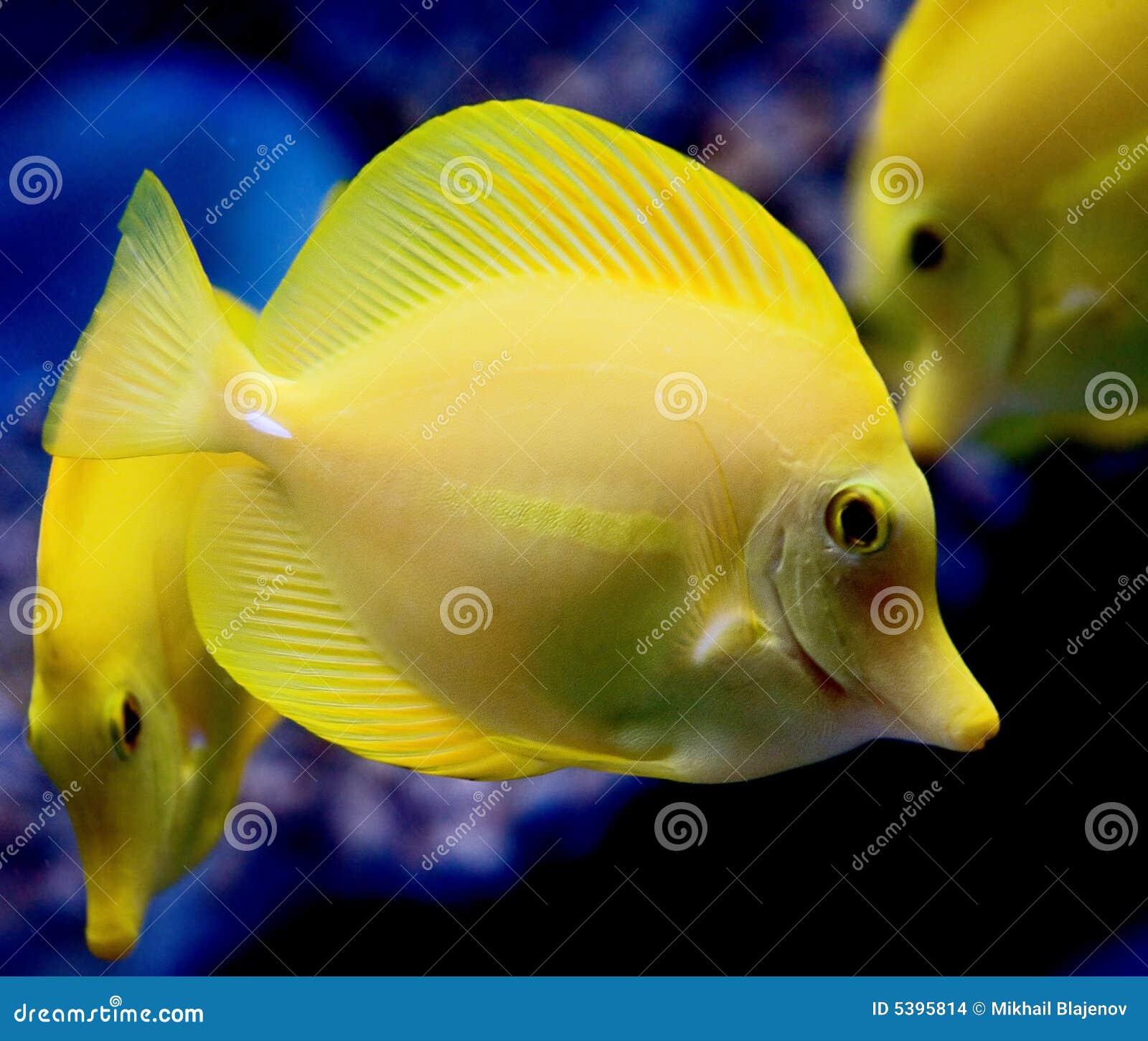 Yellow tang 1 stock photo. Image of scene, underwater - 5395814
