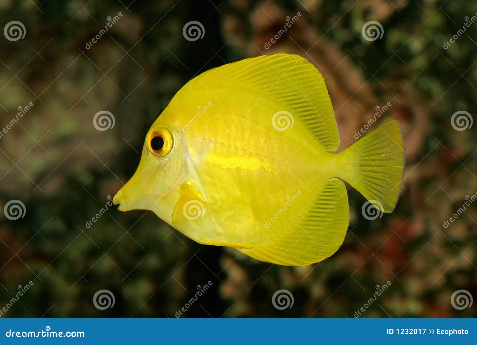 Yellow Tang Fish Stock Photo | CartoonDealer.com #5869206