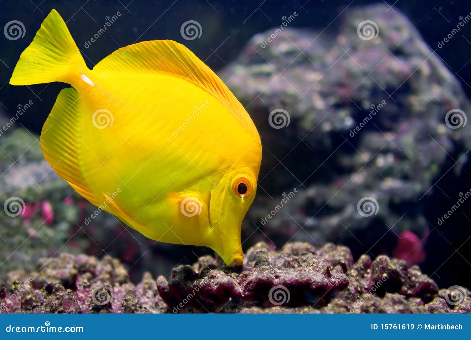 Yellow Tang In Marine Tank Royalty-Free Stock Photo | CartoonDealer.com ...