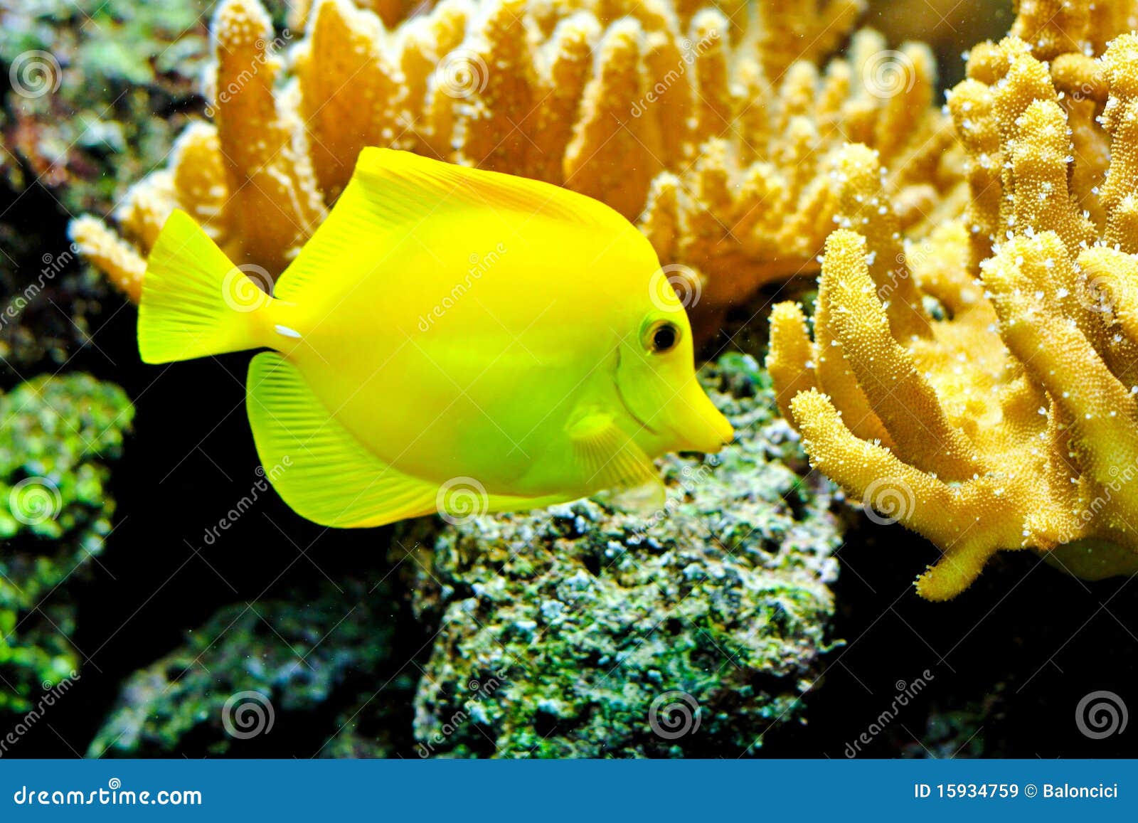 Yellow tang stock image. Image of animal, underwater - 15934759