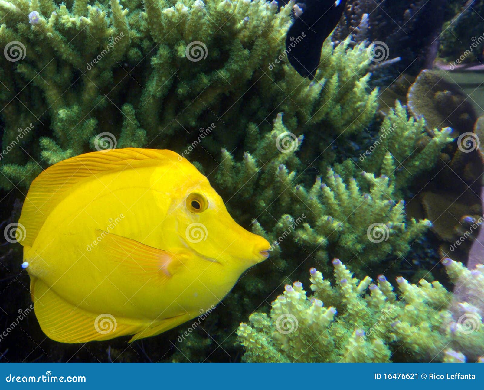 Yellow Tangs In Hawaii Island Stock Photography | CartoonDealer.com ...