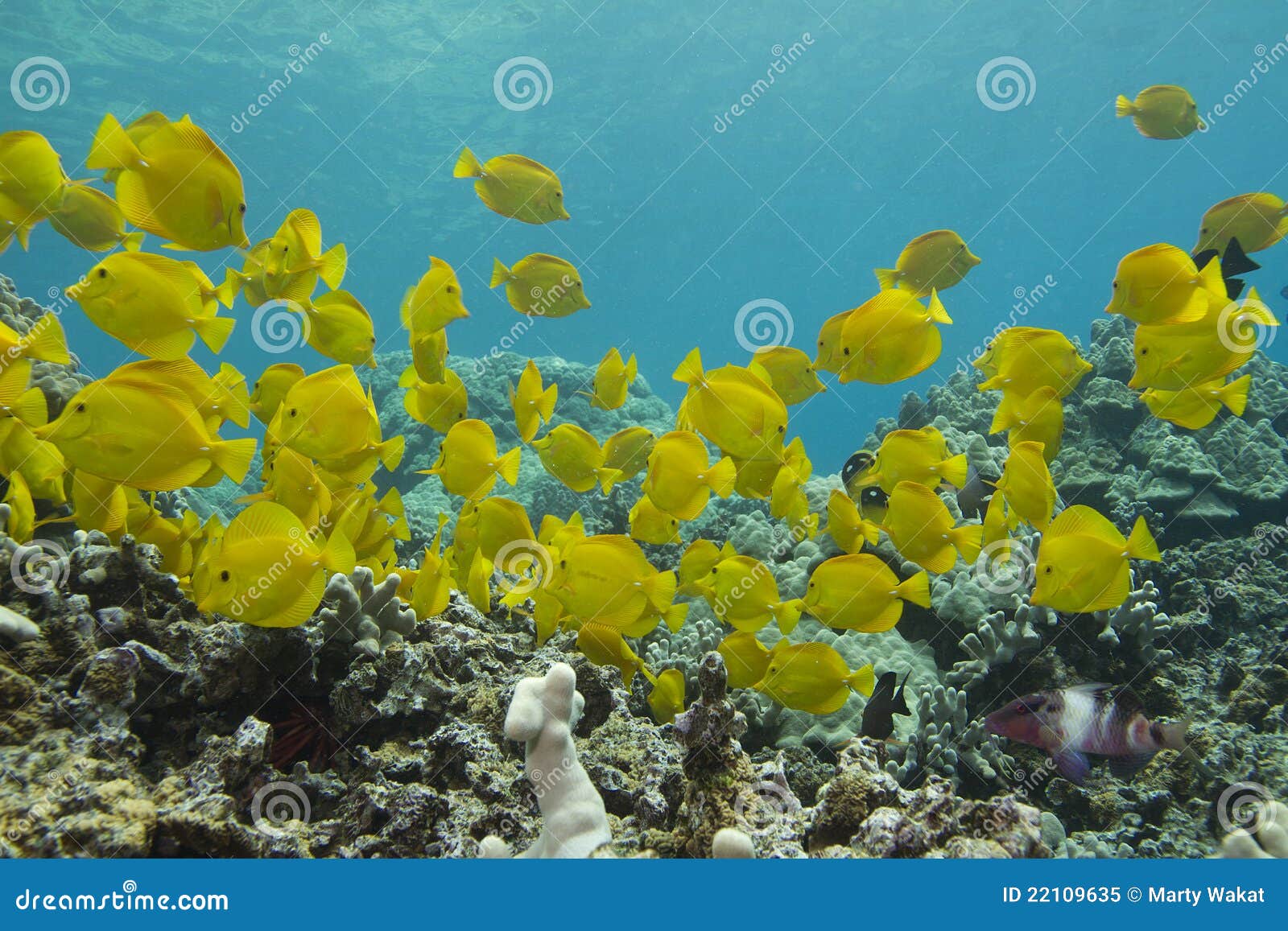 Yellow Tang stock image. Image of wildlife, pacific, kailua - 22109635