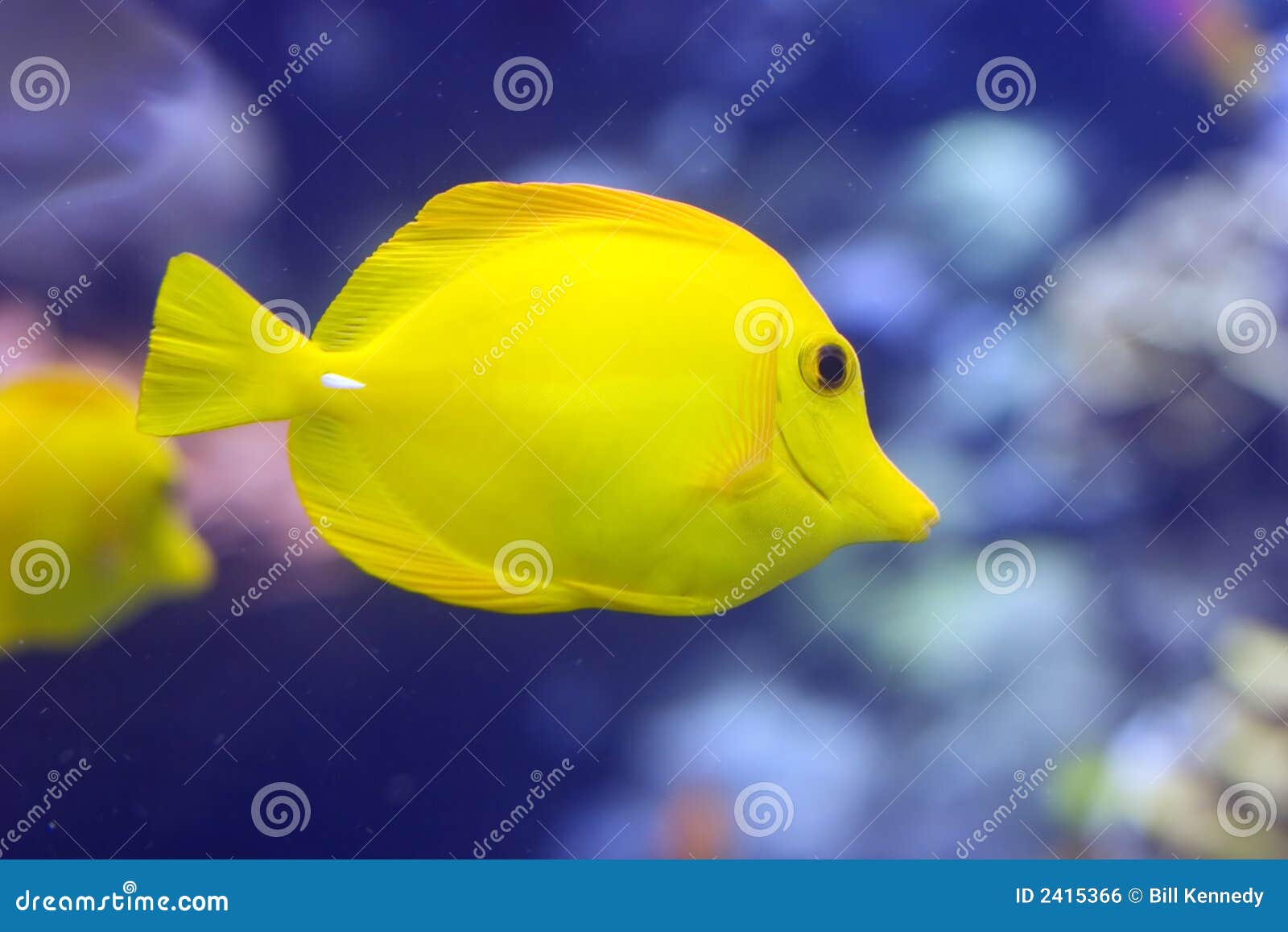 Yellow Tang stock photo. Image of flavescens, zebrasoma - 2415366